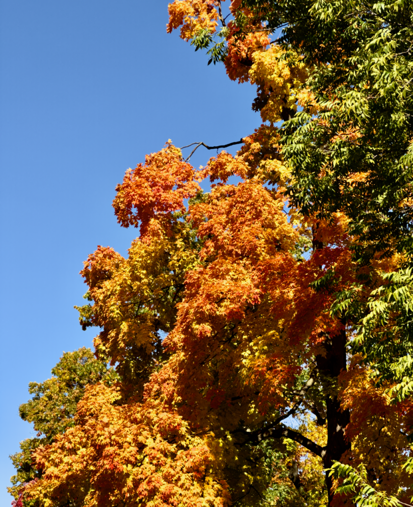 Rogue Branch - Image By Andy