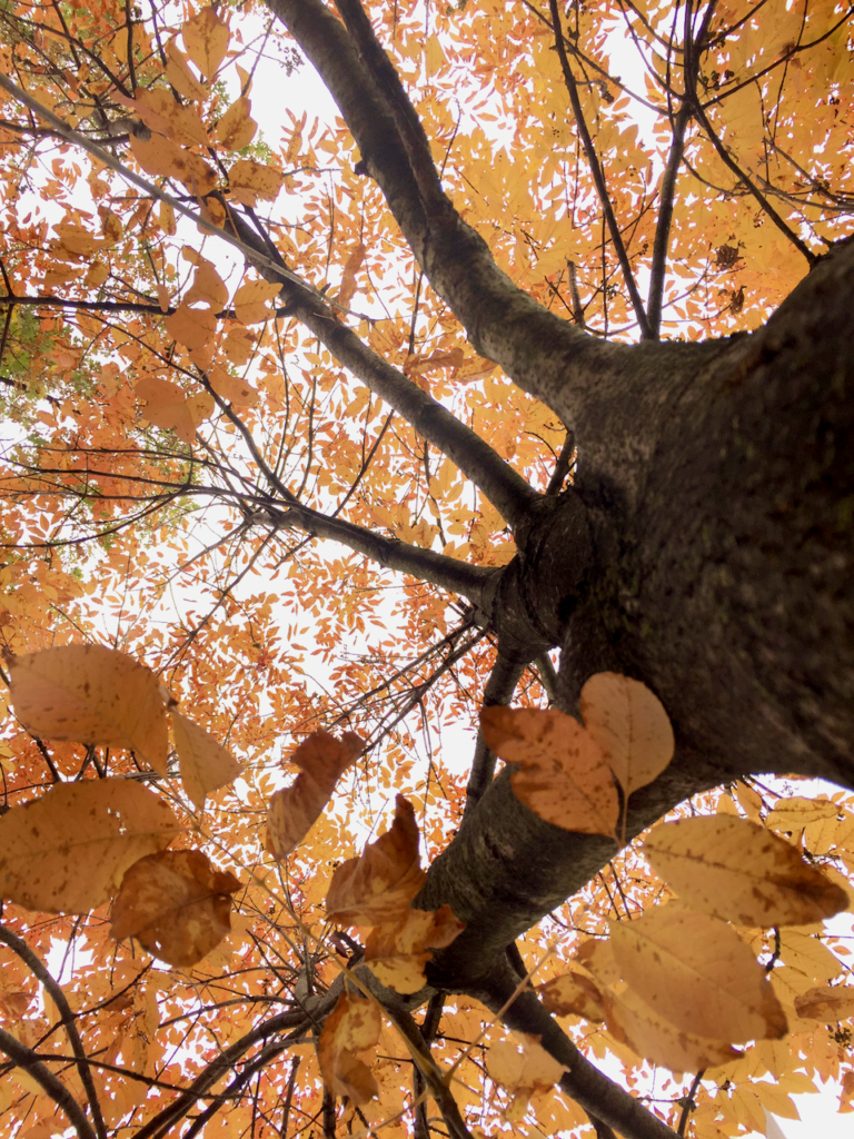 Up to Color - Image By Andy