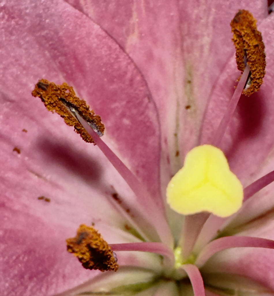 Full Anther - Image By Andy